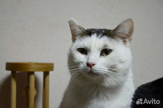 Котики бесплатно в добрые руки