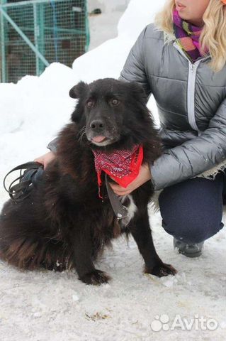 Спасите собаку Лолу из приюта