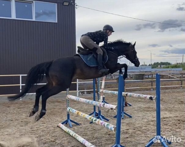 Конкурная кобыла в аренду