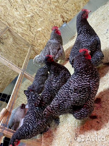 Мехеленская кукушка. Инкубационное яйцо