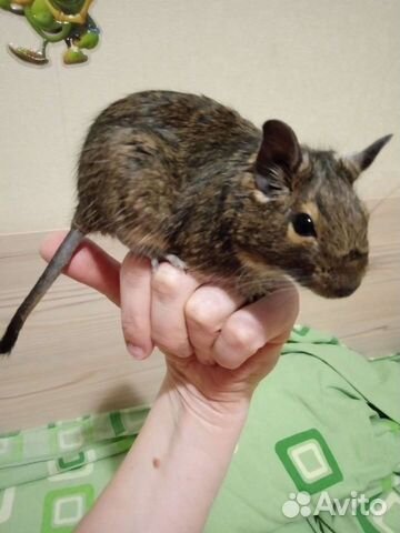 Дегу белка девочка