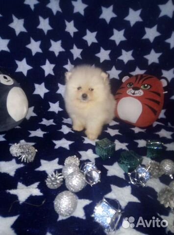 Шпиц мини мишка