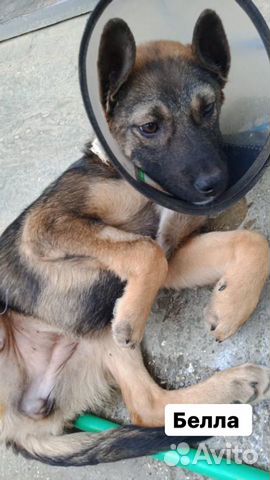 Собака особенная девочка. Белла в добрые руки