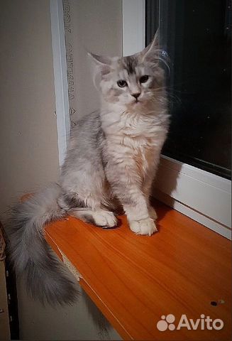 Куно-красотка