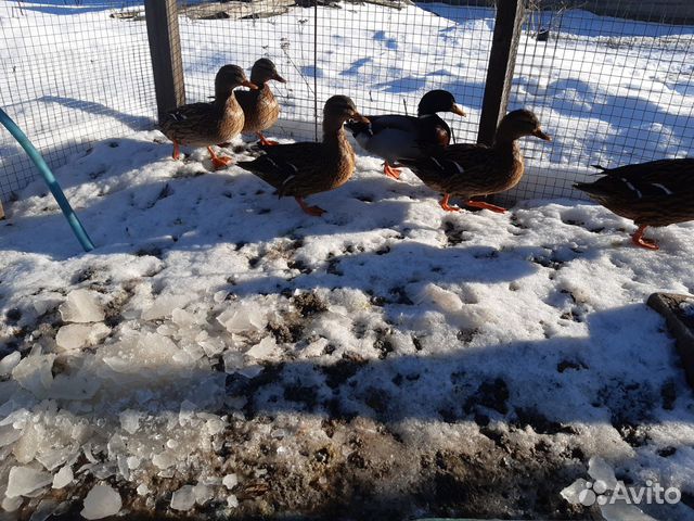 Подсадные утки на весеннюю охоту