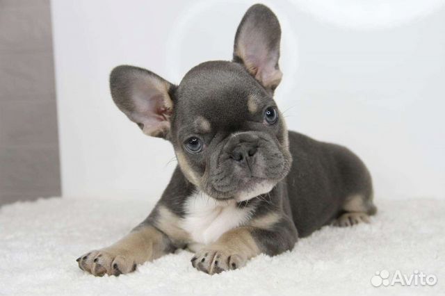 Девочка французского бульдога