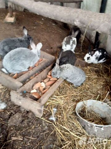 Кролы разных пород