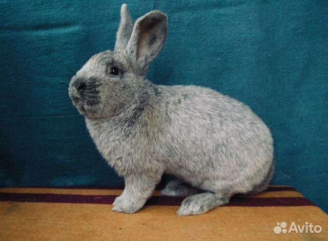 Продам кролика