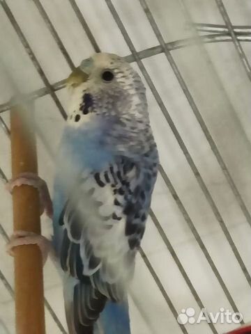 Волнистый попугай самка