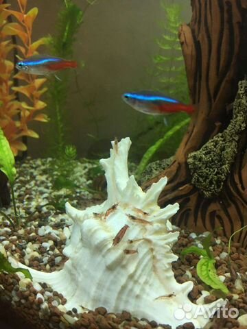 Криветки вишня