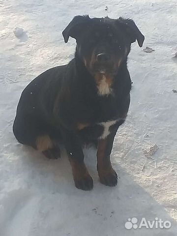 Метис ротвейлера