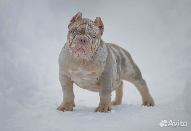 Американский Булли