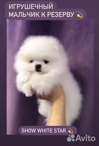 Белоснежный щенок померанского шпица