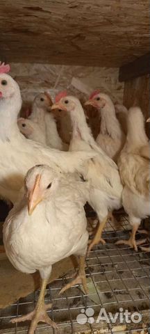 Куры молодки несушки Супер Ник,Кораллы