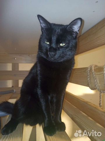 Черный бархатный котик 7.5 мес