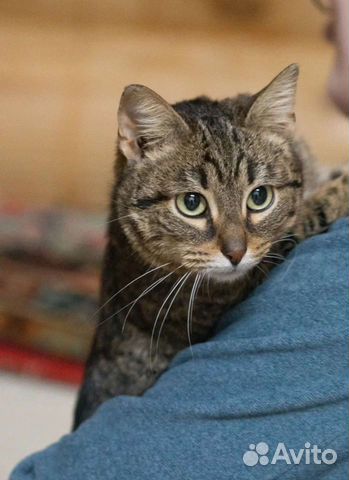 Ласковый котик Пьер в добрые руки