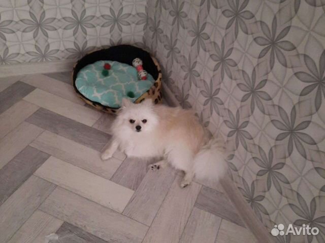 Отдам в хорошие руки померанского шпица,в связи с