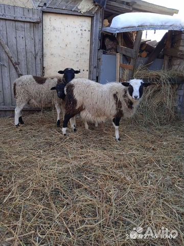 Овцы Дорпер