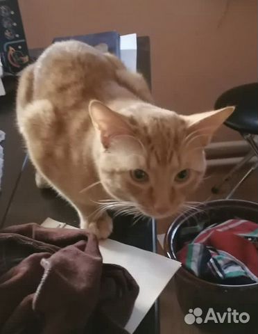 Кот мышелов