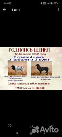 Щенки руский охтничий спаниель