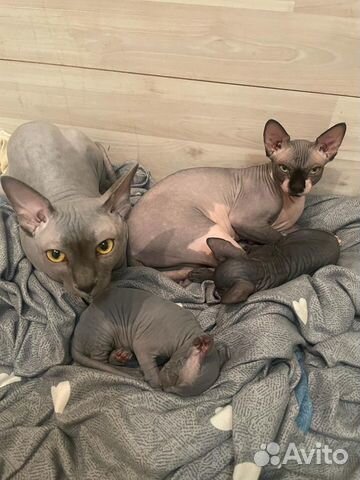 Канадский сфинкс