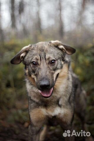 Небольшой волчонок, пёс Вилли в дар