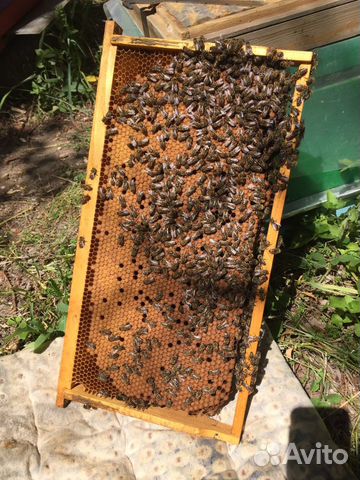 Пчелы бакфаст