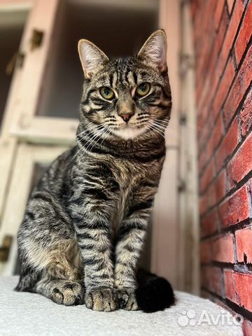 Кот Оникс 9 мес