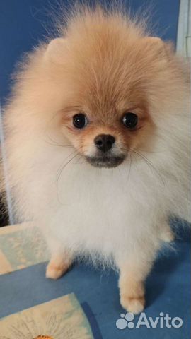 Померанский шпиц мини