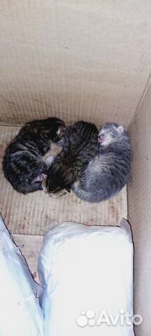 Отдам в хорошие руки котенка