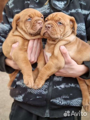 Бордоский дог