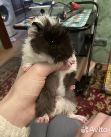 Морские свинки