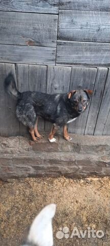 Маленькая собачка в добрые руки