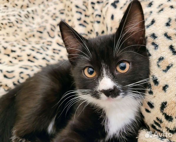 Котёнок Нюша