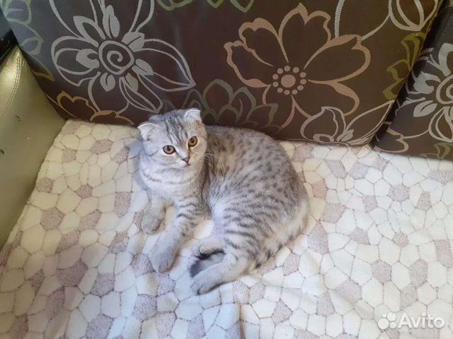 Шотландская