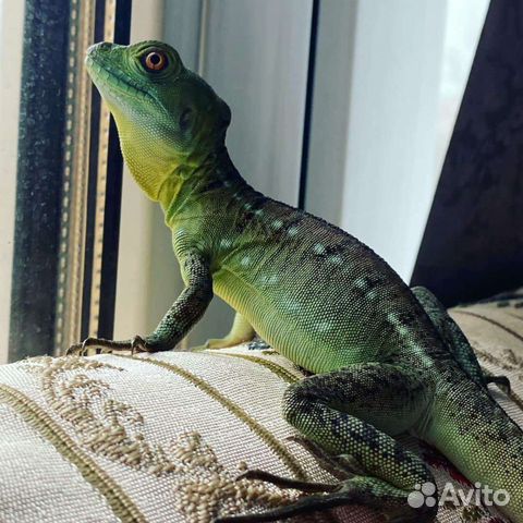 Шлемоносный василиск