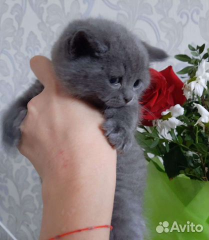 Британские котята