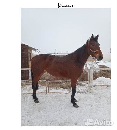 Лошади 11 голов