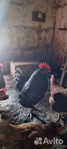 Петух доминант