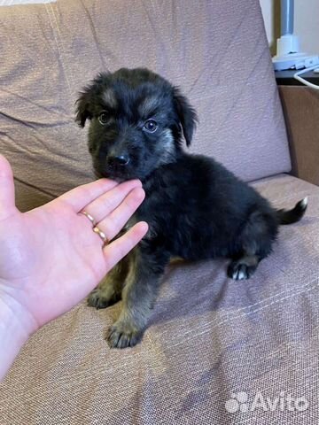 Рокки и Лакки, щенки мелкой дворняги