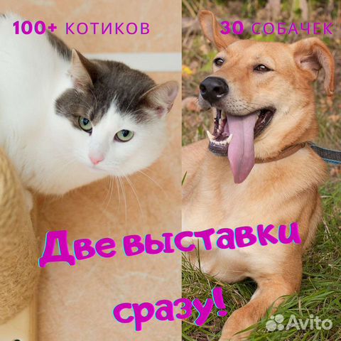 Сразу две выставки. Котики и собаки. Ждём вас