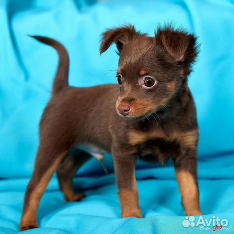 Пражский крысарик