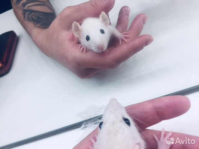 Крысята дамбо