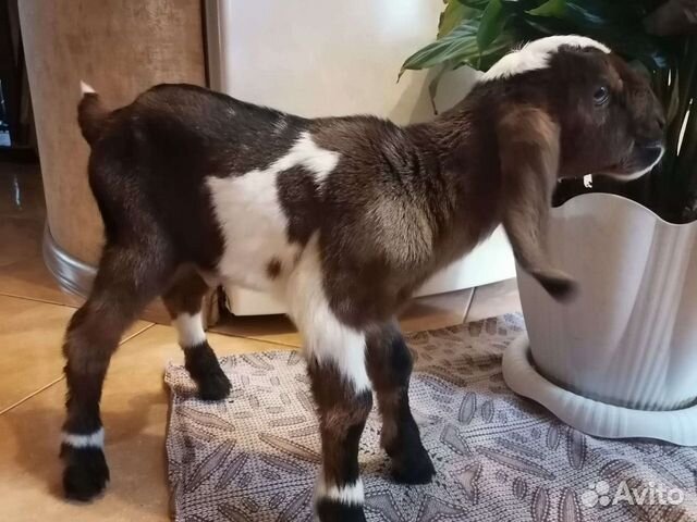 Англо нубийские козы