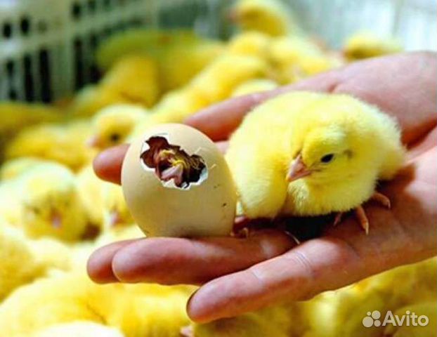 Услуга инкубации