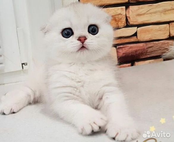 Вислоухие шотландцы зеленоглазые