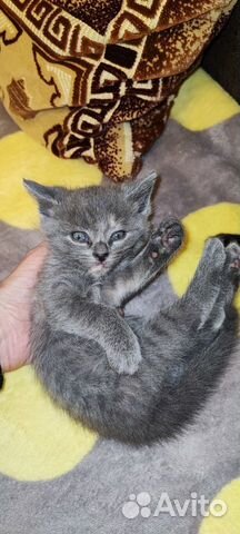 Котята русской голубой