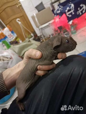 Морская свинка скинни