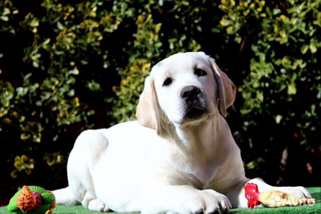 Щенки лабрадора с документами