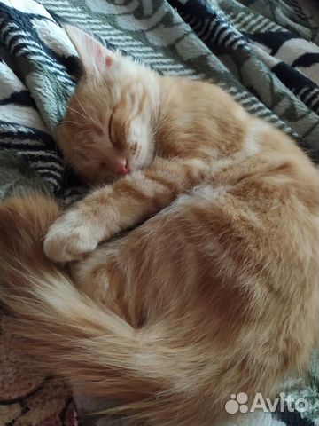 Котенок девочка турецкая ангора